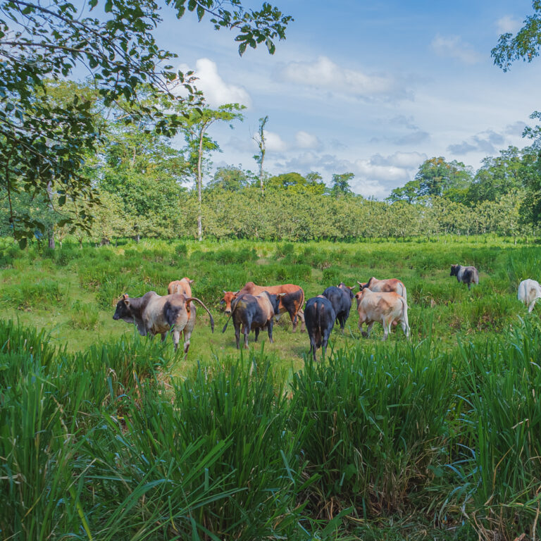 Grassfedcr – Carnes 100% de Pastoreo